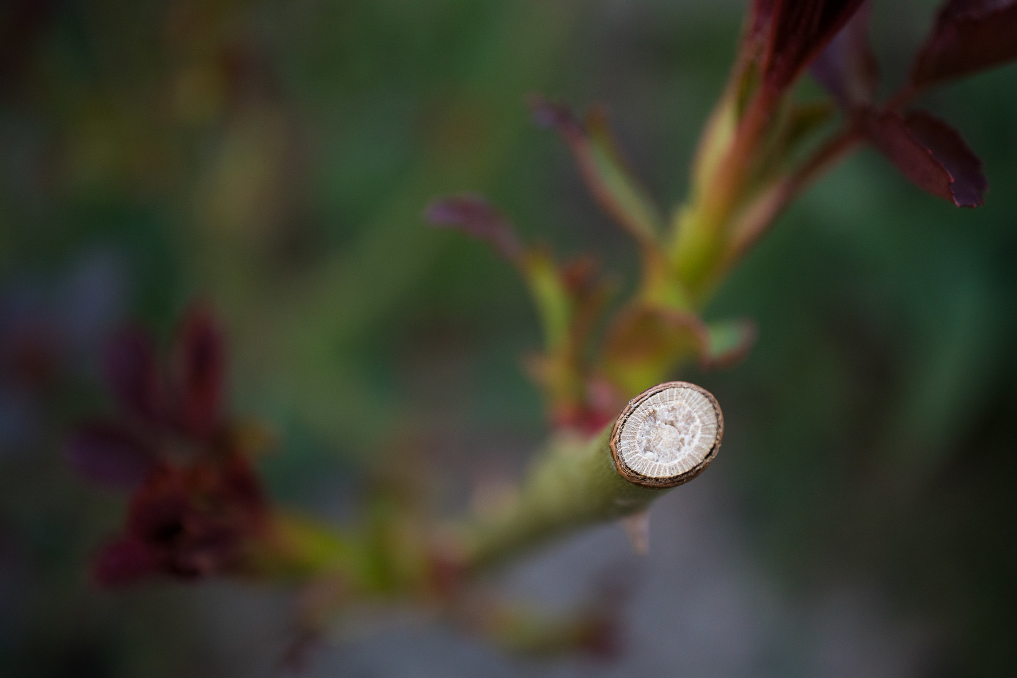 Rózsa metszése virágzás után - Érdemes hozzáfogni! 👨‍🌾 ️ - Greenman