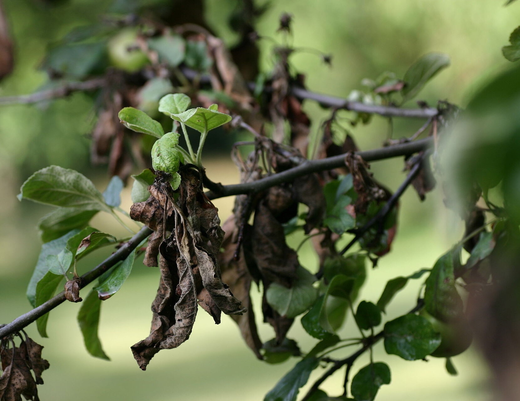 Az almafa betegségei - Képekkel - Greenman