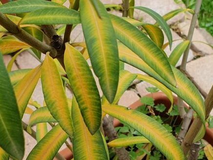 Sárgul a leander levele? Ezek lehetnek az okai - Greenman