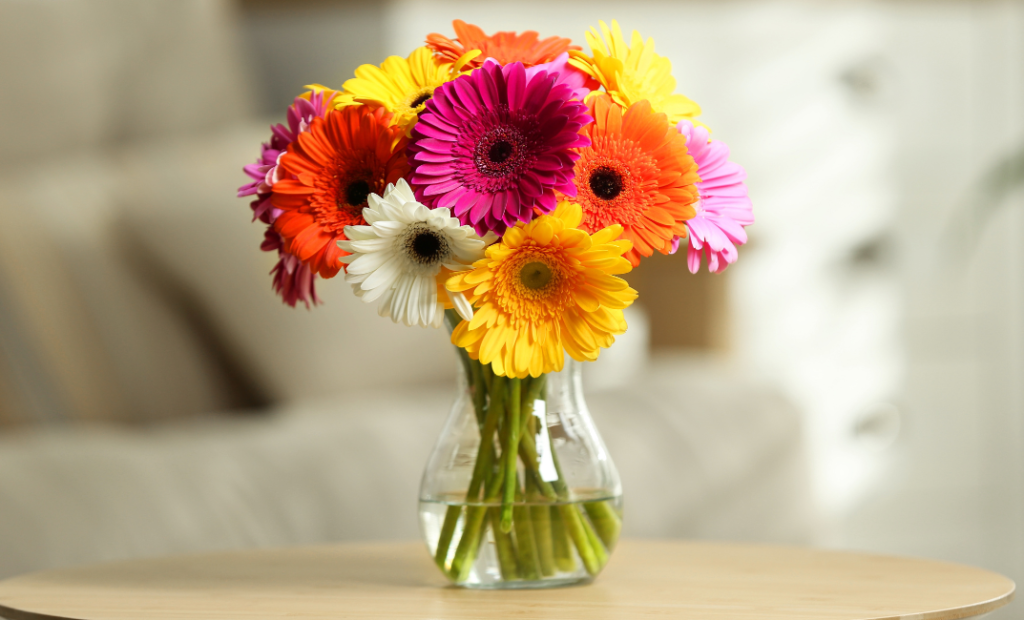 Gerbera, a színek nagykövete otthon és a kertben - Greenman