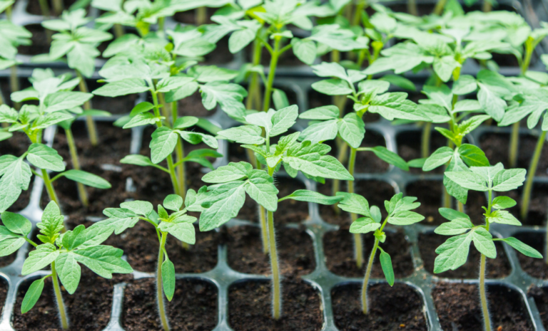 Paradicsom palánta ültetése – mik a legfontosabb lépések? - Greenman